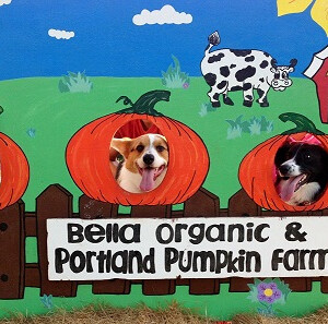 Photo Gallery - Bella Organic Farm - Organic Farm and Winery - Portland, OR